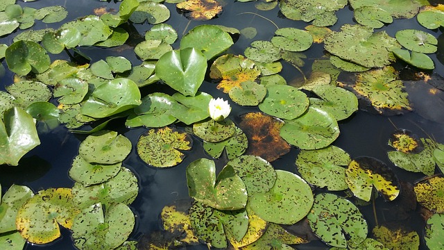 Nufăr Frunze Verde - Free photo on Pixabay