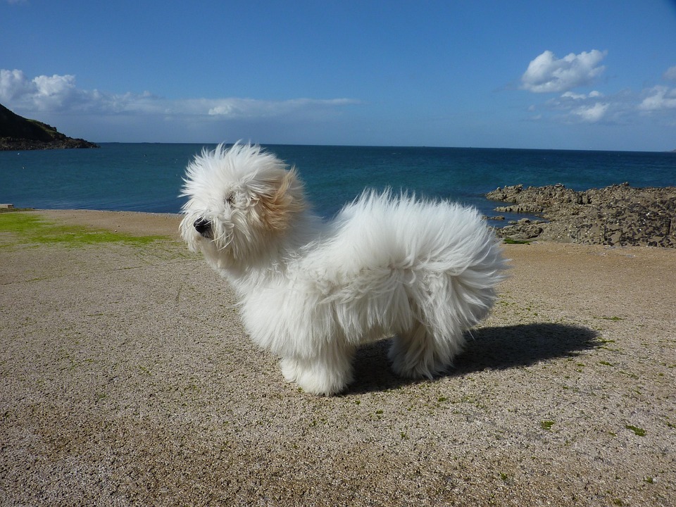 Cotton Tulear Dog Young Small - Free photo on Pixabay - Pixabay