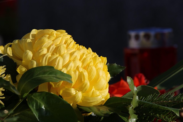 Crisantemo Amarillo Todos Los - Foto gratis en Pixabay - Pixabay