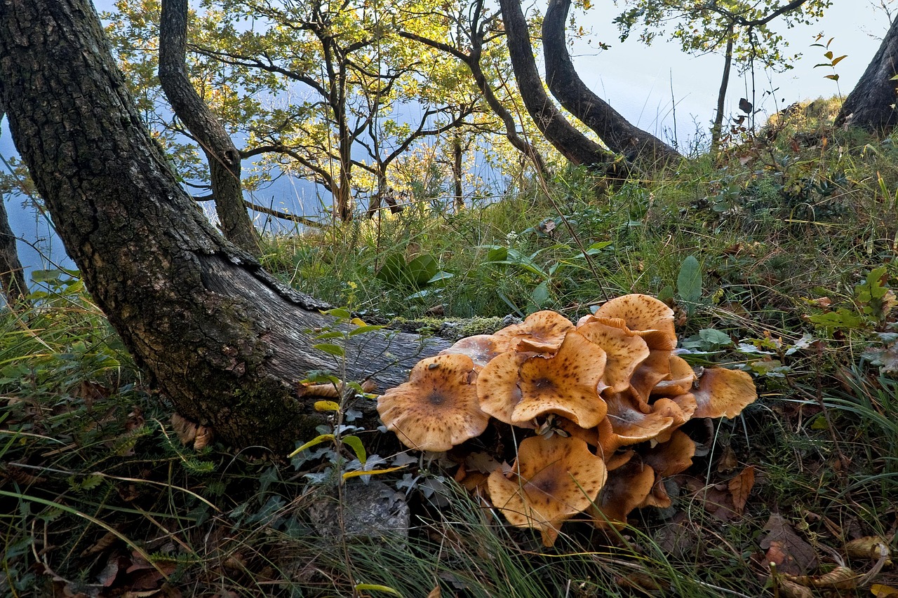 10,000+ Free Mushrooms & Nature Images - Pixabay