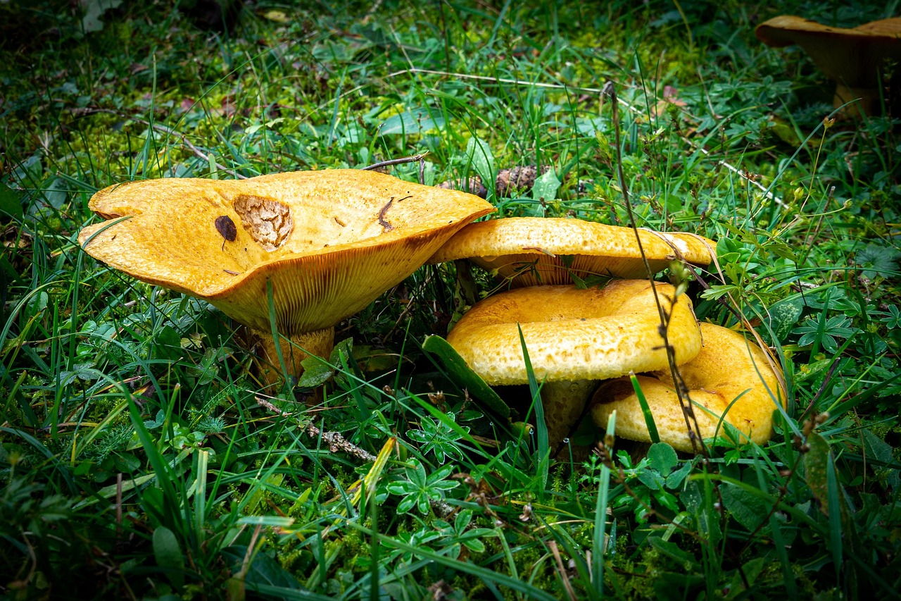 Mushrooms Fall Forest - Free photo on Pixabay - Pixabay