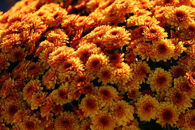 Oranje Chrysanten Allerheiligen - Gratis foto op Pixabay