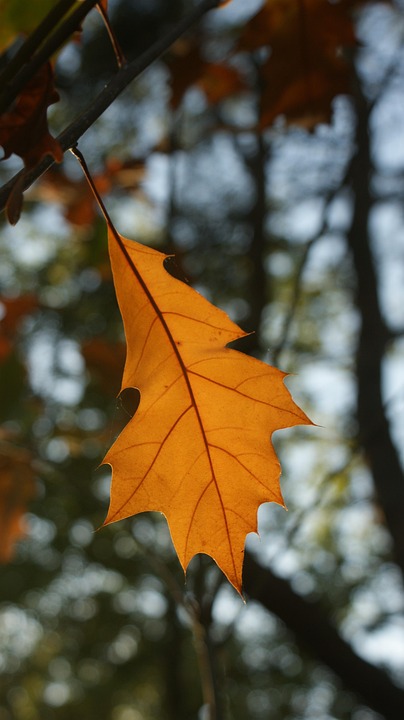 Oak Leaf Fall - Free photo on Pixabay