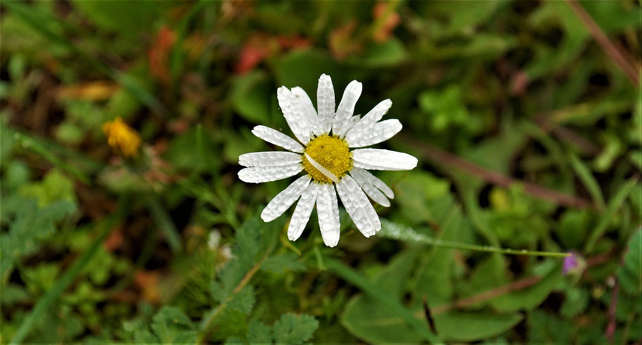 Flor Margarita Rocío - Foto gratis en Pixabay - Pixabay