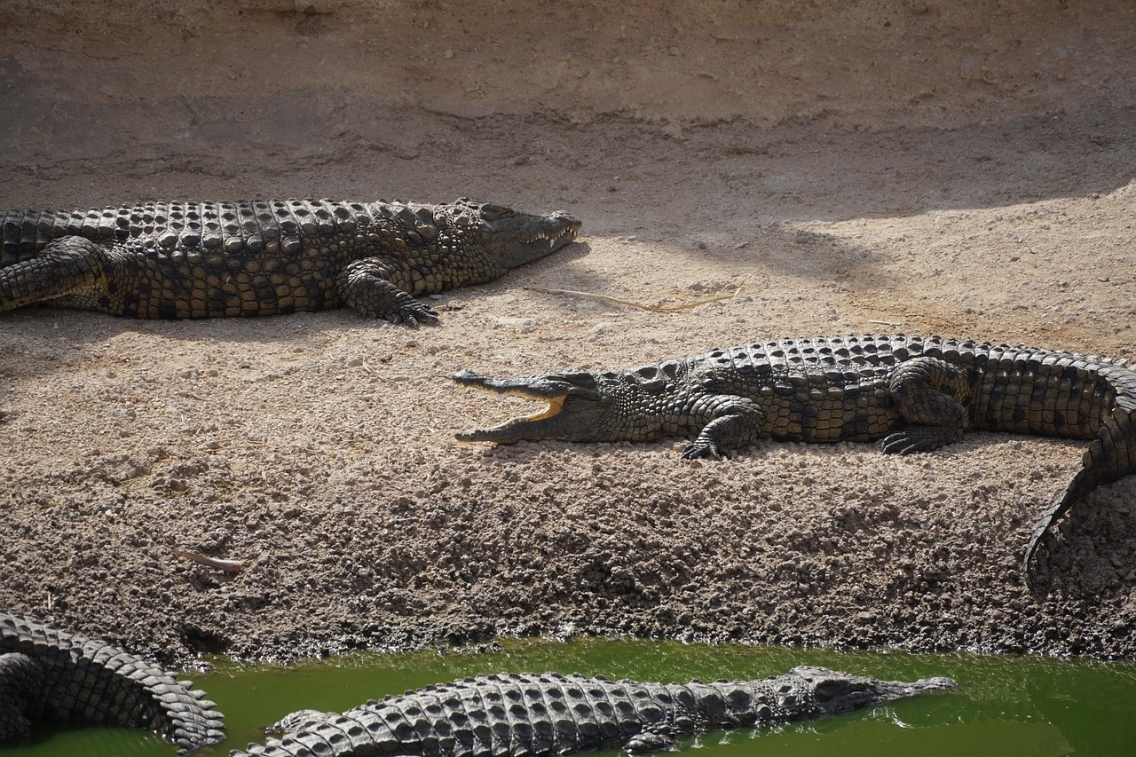 Crocodile Reptile Animal - Free photo on Pixabay