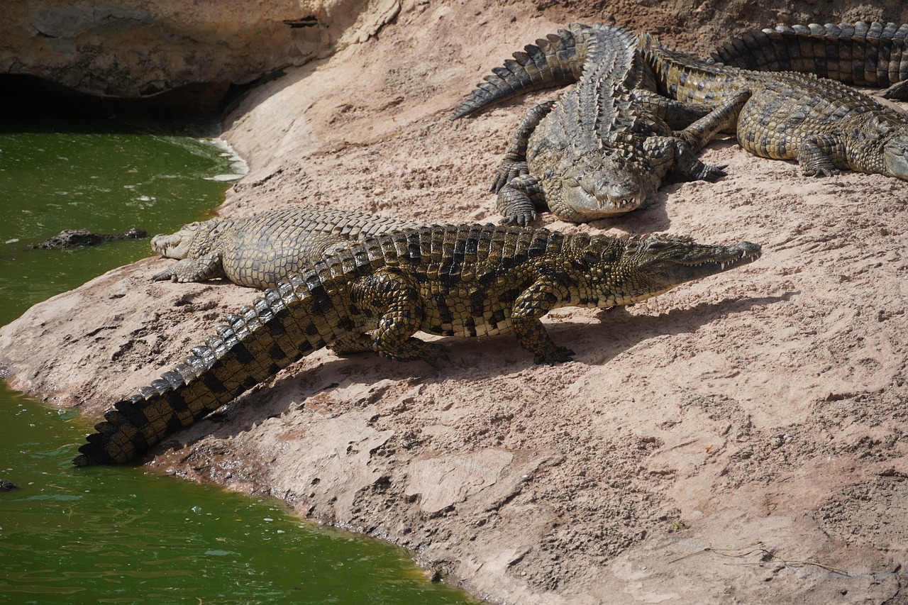 Cocodrilo Reptil Animal Fauna - Foto gratis en Pixabay - Pixabay