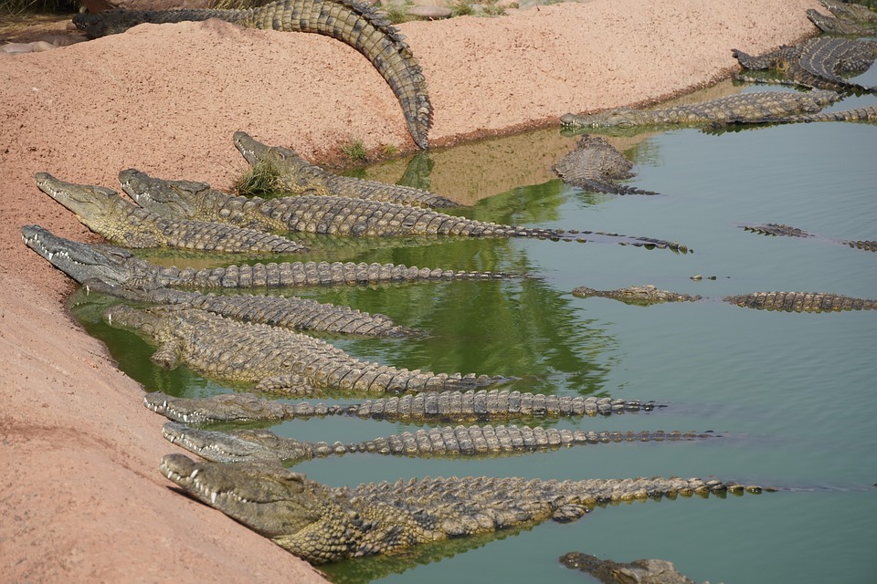 Cocodrilo Reptil Animal Fauna - Foto gratis en Pixabay