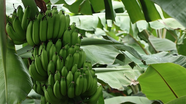 100+ kostenlose Bananenbaum und Natur-Bilder - Pixabay