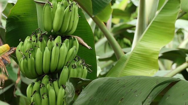 Más de 20 imágenes gratis de Cultivo De Banano y Banano - Pixabay