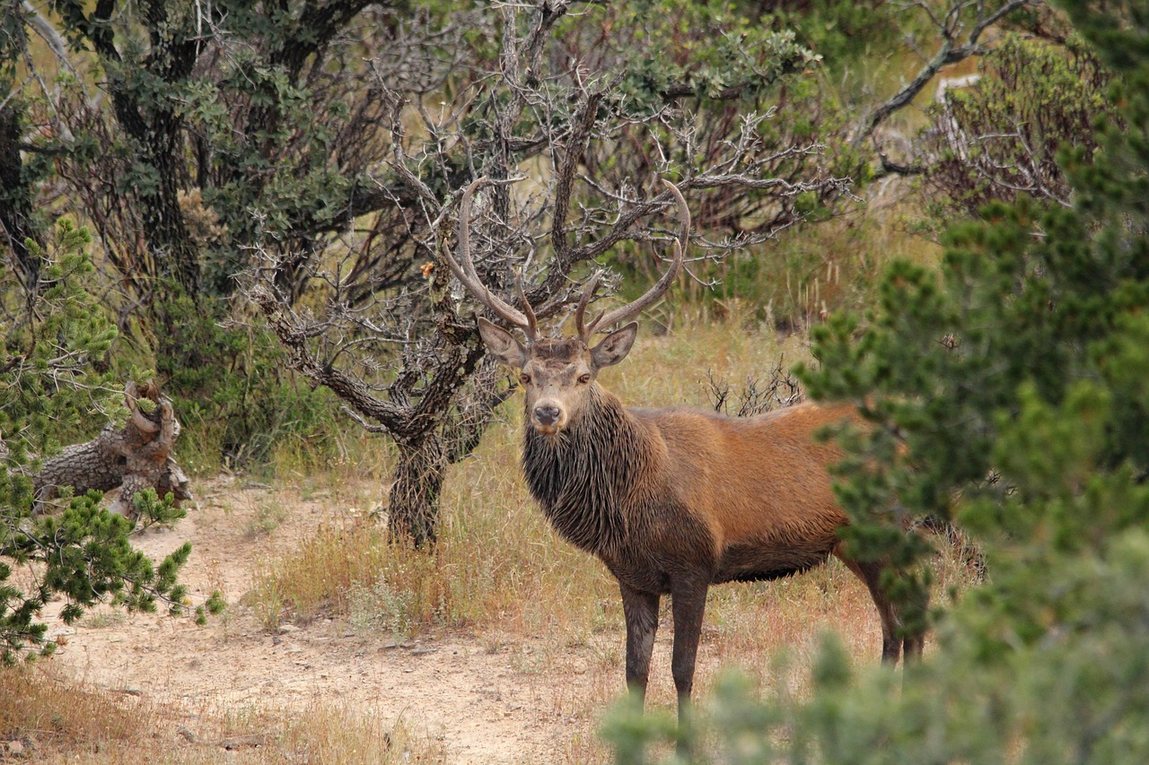 Cerf Red Deer Tombe À Feuilles - Photo gratuite sur Pixabay - Pixabay