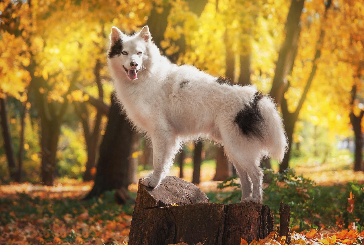 Dog Autumn Forest - Free photo on Pixabay