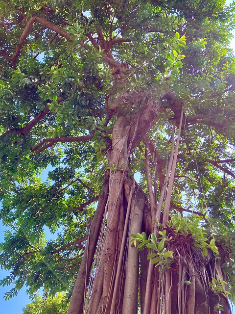 Banian Arbre Nature - Photo gratuite sur Pixabay - Pixabay
