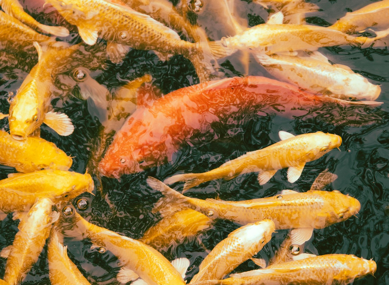Peixe Koi Lago - Foto gratuita no Pixabay - Pixabay