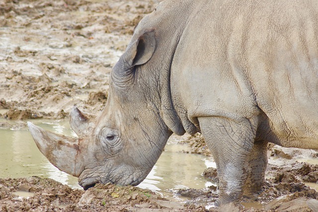 Rhinoceros Animal Nature - Free photo on Pixabay - Pixabay