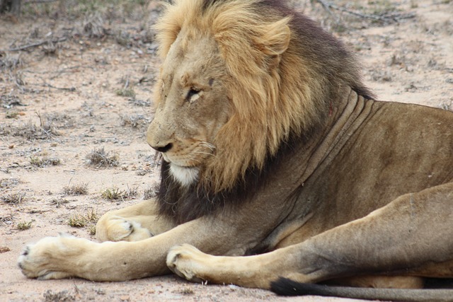 Afrique Savane Lion - Photo gratuite sur Pixabay - Pixabay