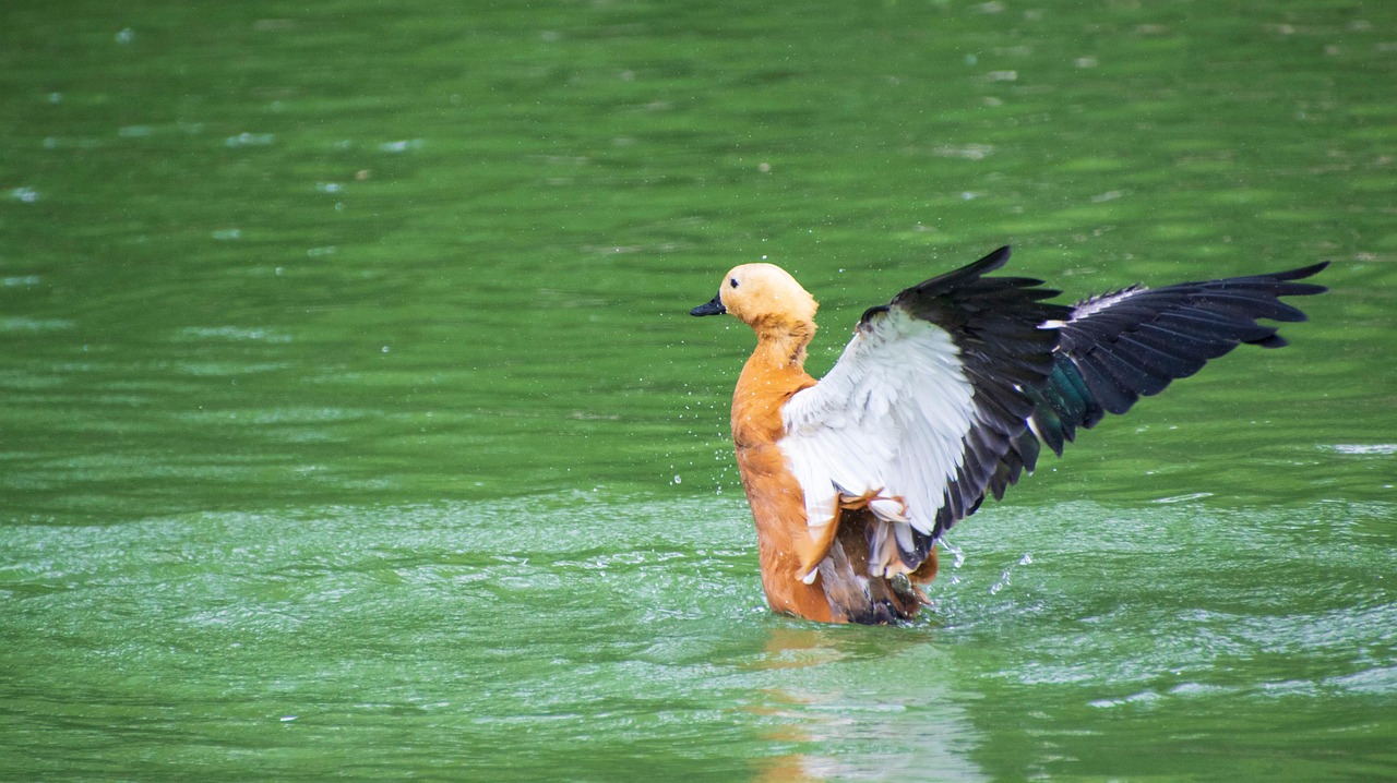 Tadorne Rousse Oiseau Canard - Photo gratuite sur Pixabay - Pixabay