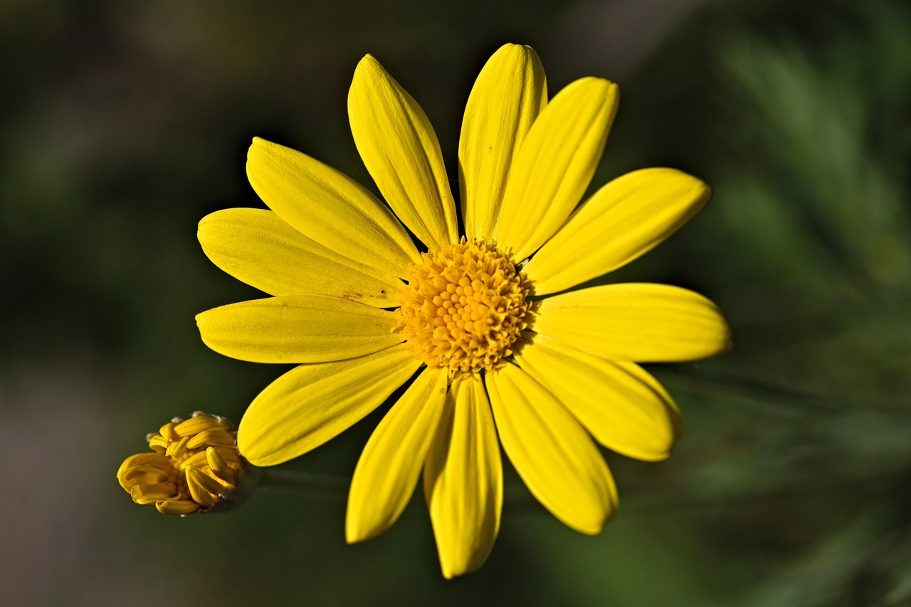 Bunga Kuncup Kelopak - Foto gratis di Pixabay - Pixabay
