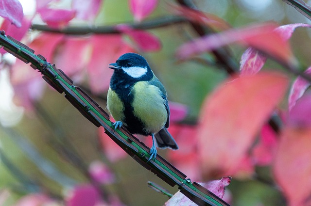 Great Tit Bird Ornithology - Free photo on Pixabay