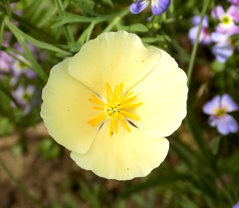 Fleur Flower Bloom - Photo gratuite sur Pixabay - Pixabay