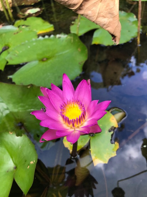 Aquatic Plants Flower Water - Free photo on Pixabay - Pixabay