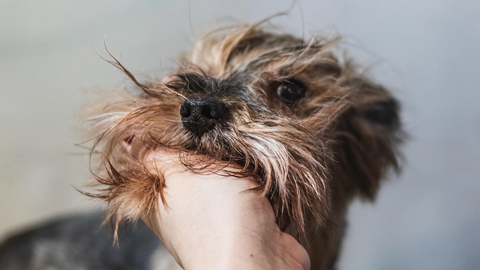 Dog Grooming Hair - Free photo on Pixabay