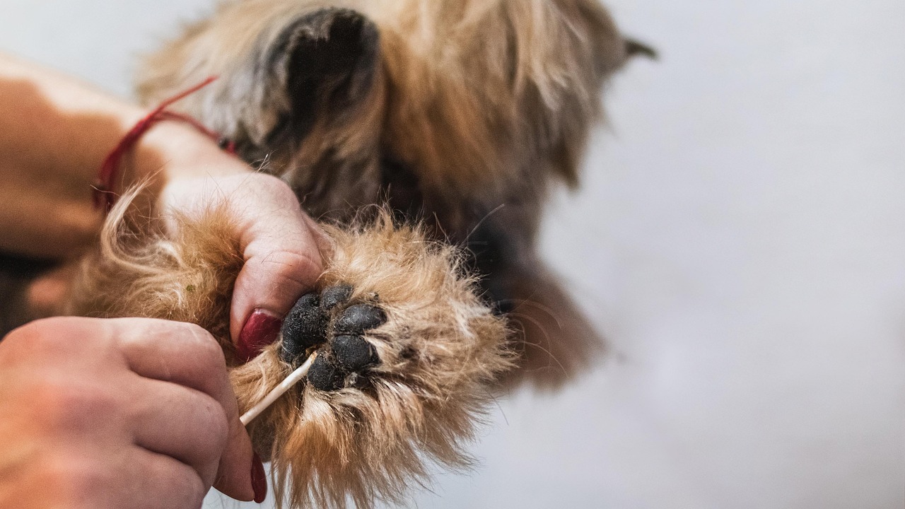 Dog Grooming Hair - Free photo on Pixabay