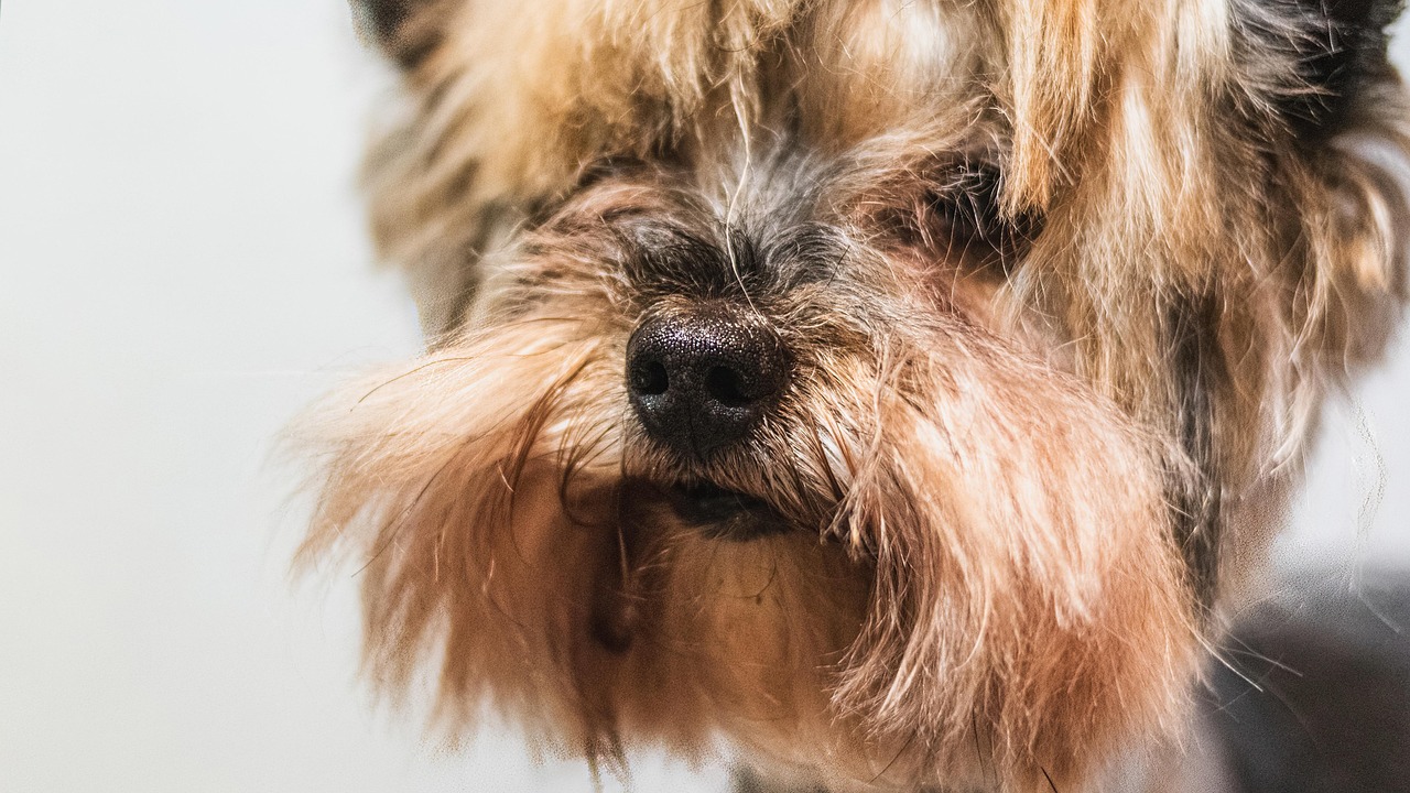 Dog Grooming Hair - Free photo on Pixabay - Pixabay