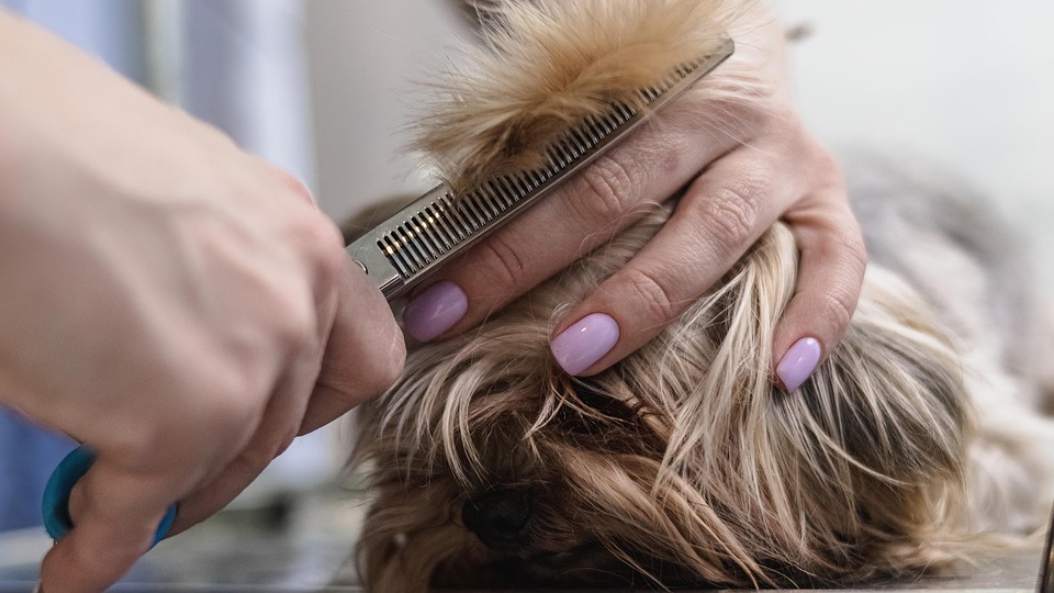 Dog Grooming Hair - Free photo on Pixabay