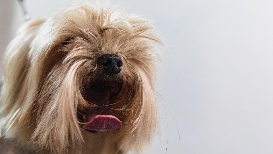 Dog Grooming Hair - Free photo on Pixabay