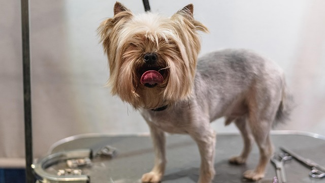 Perro Grooming Cabello - Foto gratis en Pixabay - Pixabay