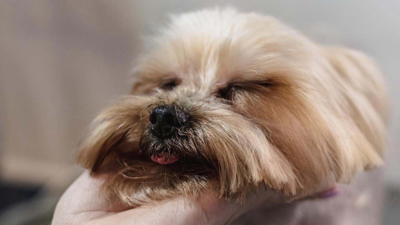 Dog Grooming Hair - Free photo on Pixabay
