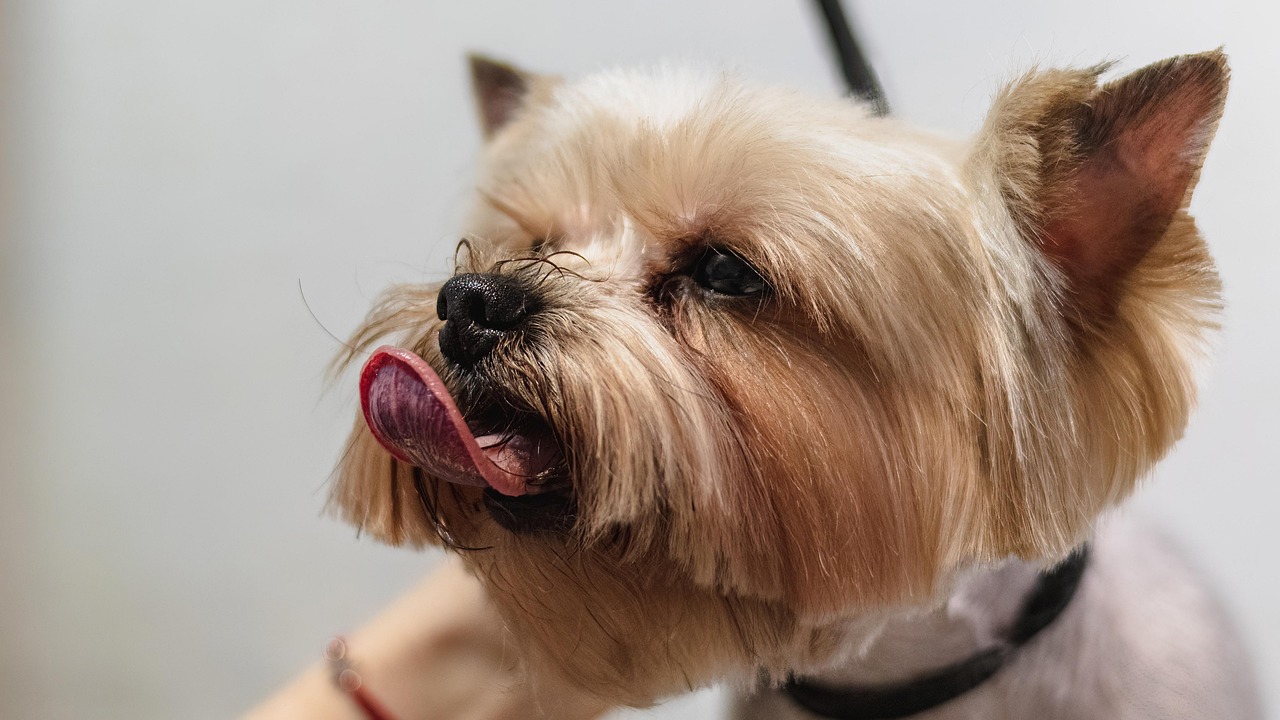Dog Grooming Hair - Free photo on Pixabay - Pixabay