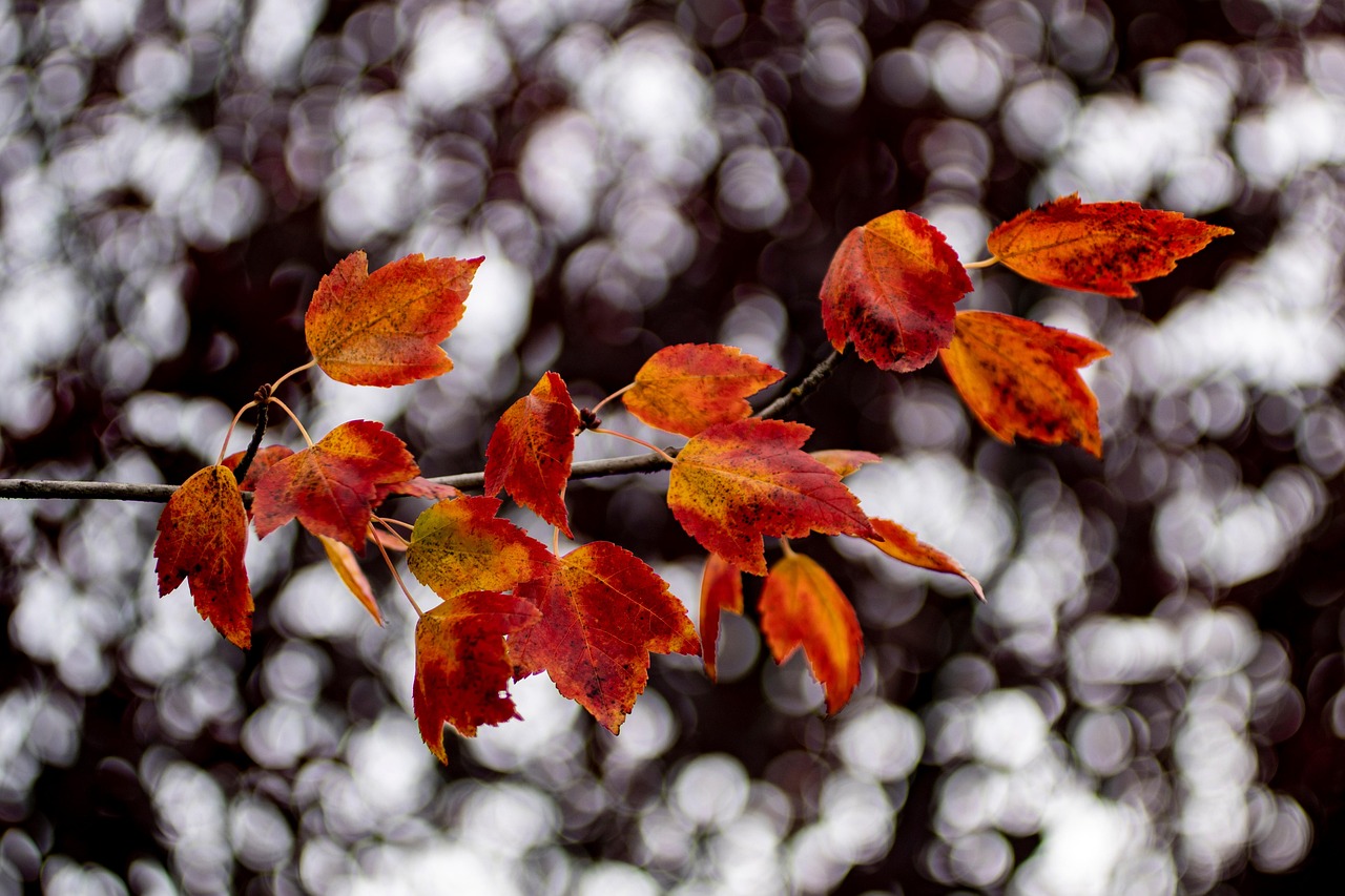 Blätter Zweig Baum - Kostenloses Foto auf Pixabay - Pixabay