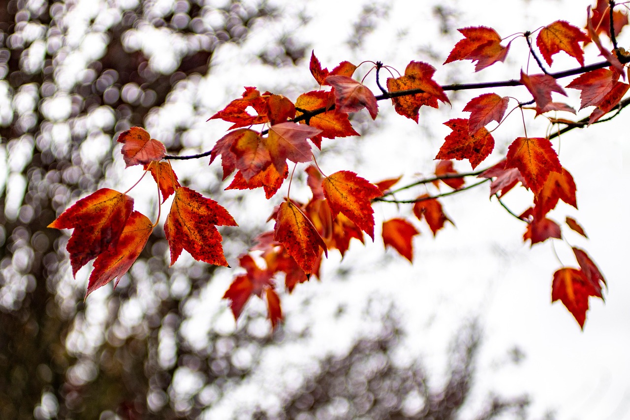 Feuilles Automne Tombe - Photo gratuite sur Pixabay - Pixabay