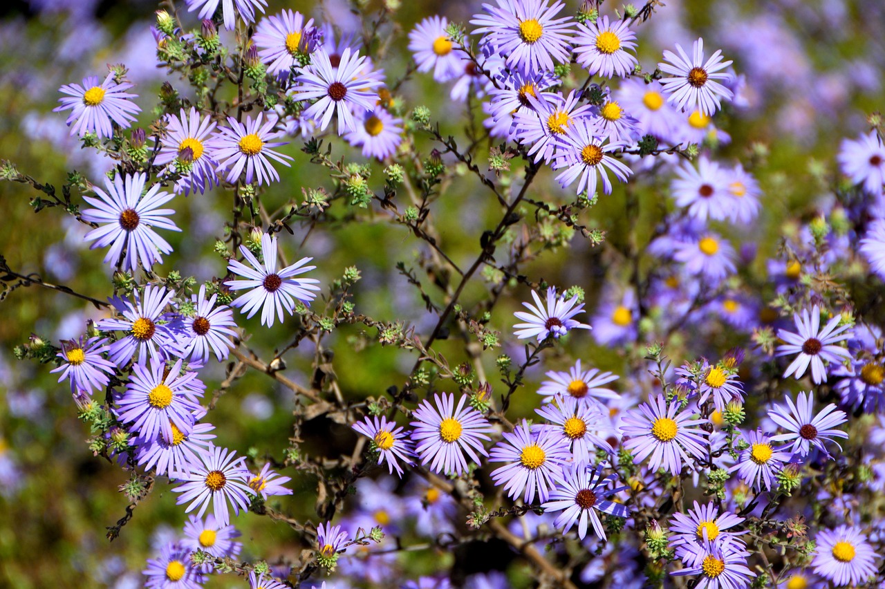 Floral Flower Vibrant - Free photo on Pixabay - Pixabay