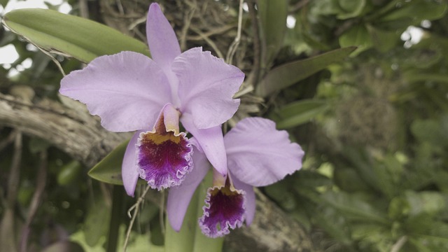 Catleya Orquídea Flor - Foto gratuita no Pixabay - Pixabay