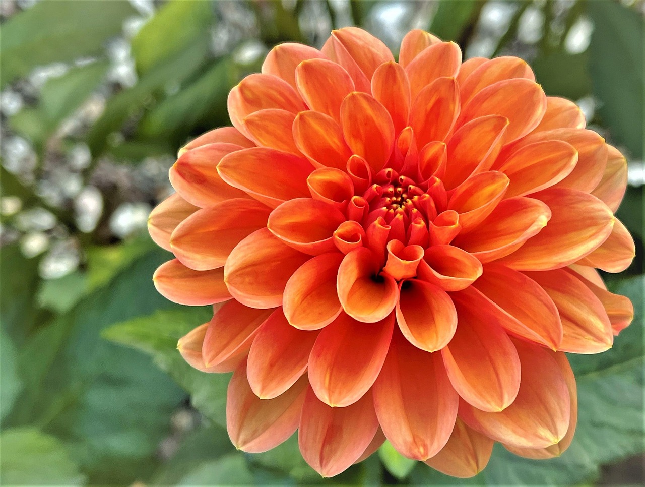 Dália Flora Flor - Foto gratuita no Pixabay - Pixabay