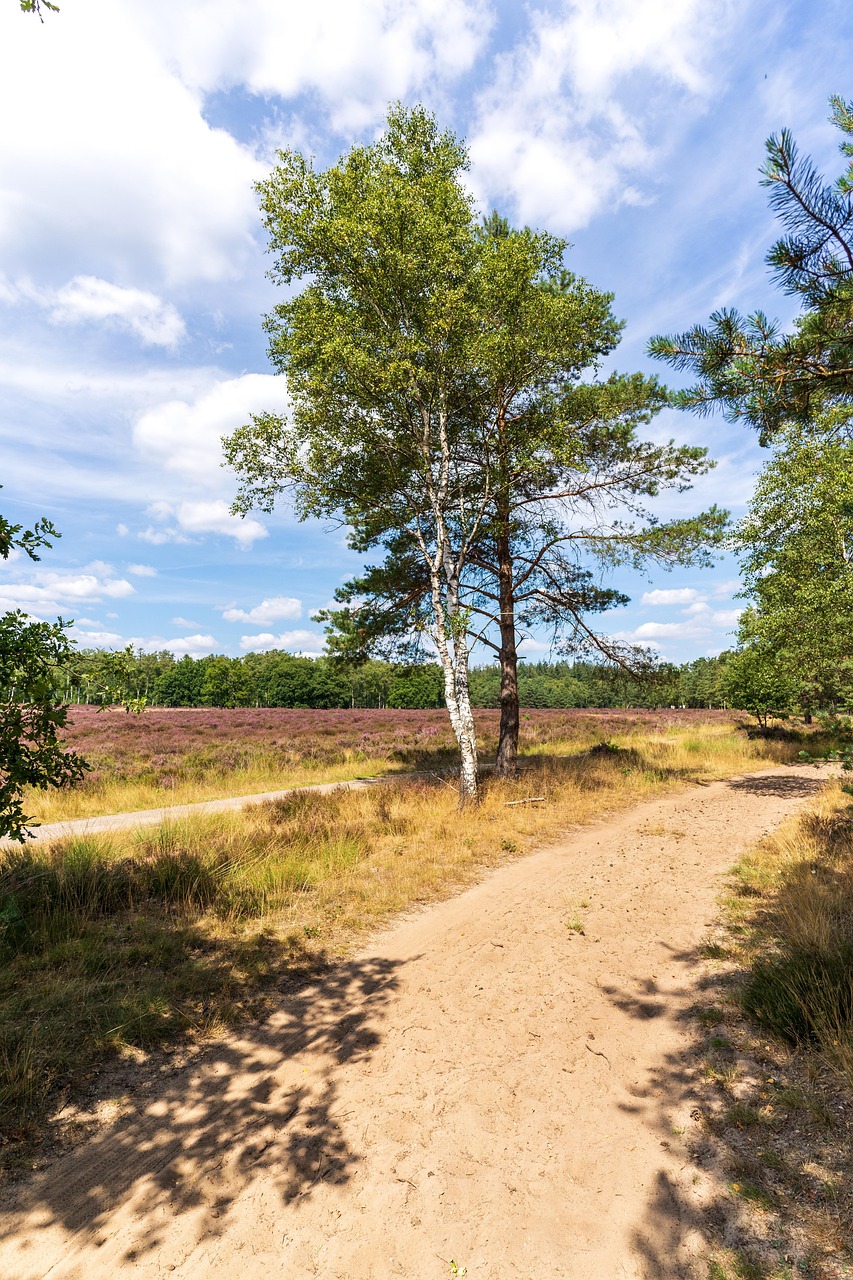 Veluwe Forêt Nature - Photo gratuite sur Pixabay - Pixabay