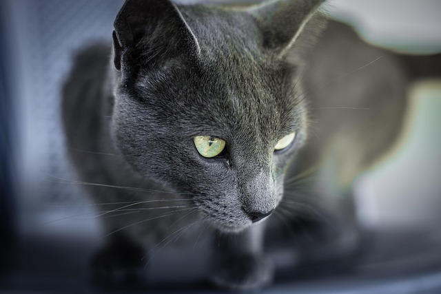 Eye Gray Cat - Free photo on Pixabay