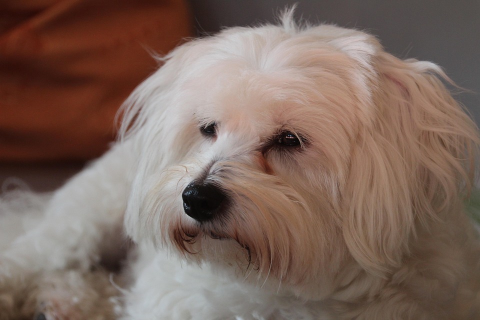 Dog Puppy White Small - Free photo on Pixabay