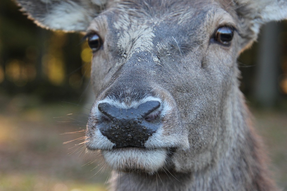 Salvaje Red Deer Doe Fauna - Foto gratis en Pixabay