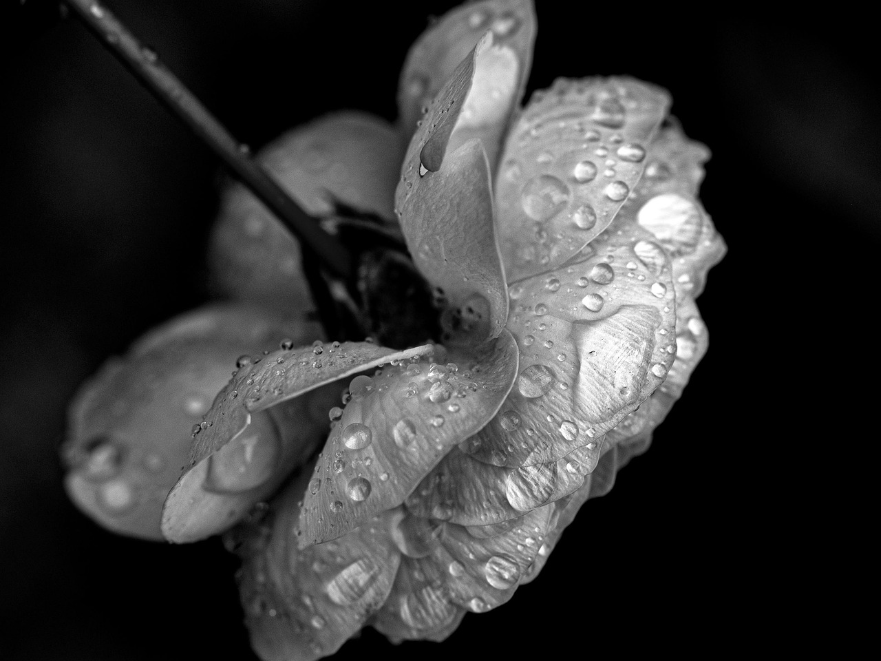 Rose Flower Bw - Free photo on Pixabay