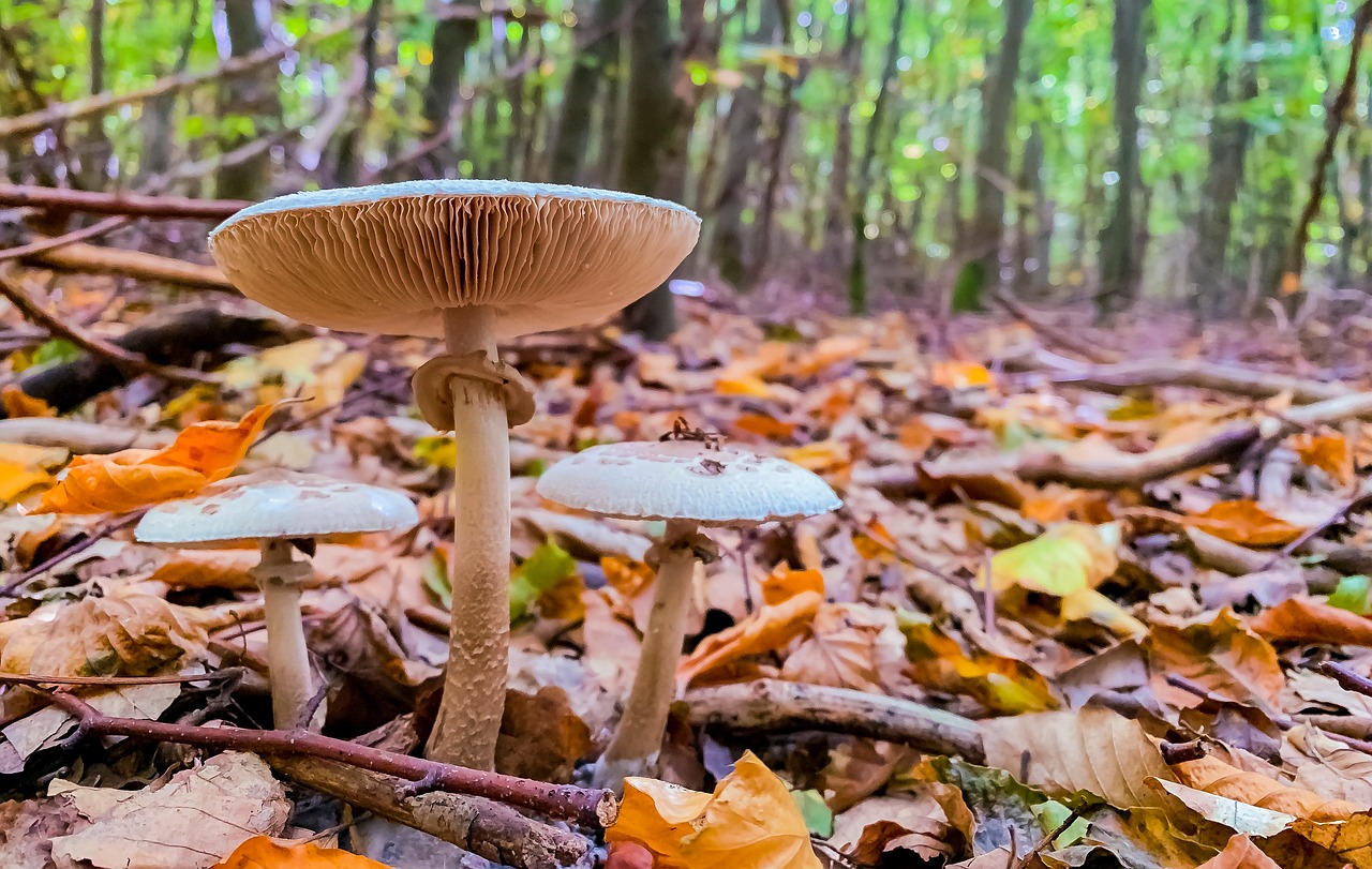 Mushroom Forest Nature - Бесплатное фото на Pixabay - Pixabay