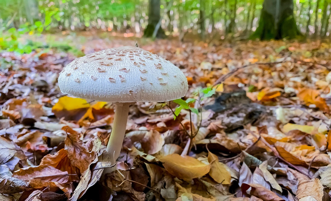 Mushroom Forest Nature - Бесплатное фото на Pixabay - Pixabay