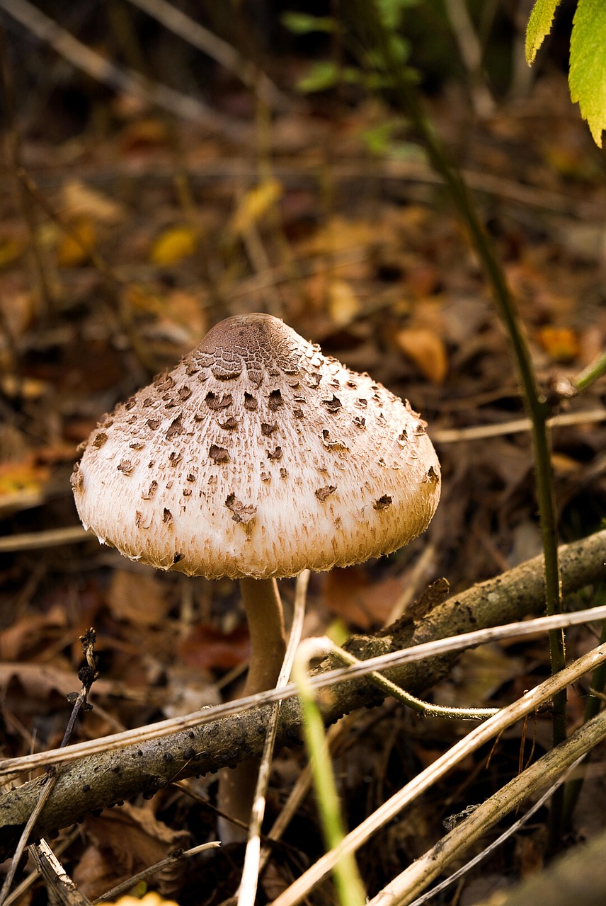 Champignon Forêt La Nature - Photo gratuite sur Pixabay - Pixabay