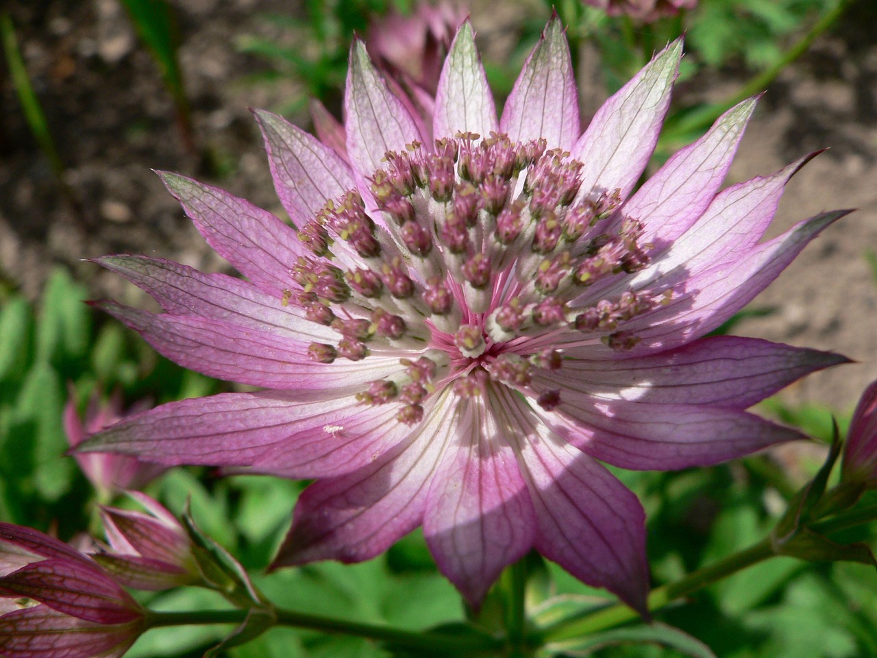 Astrantia Blossom Close Up - Free photo on Pixabay - Pixabay