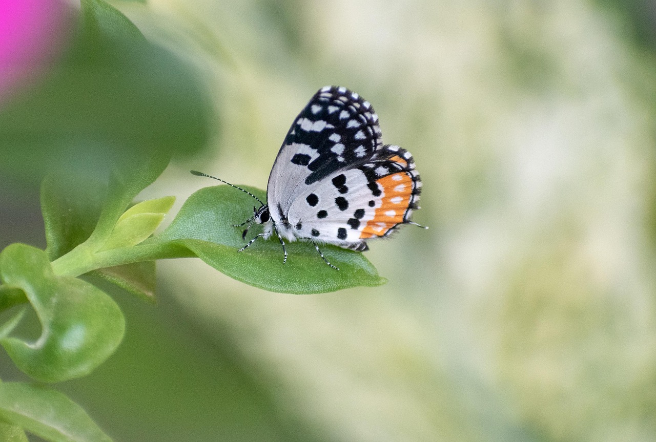 Butterfly Macro Plant - Free photo on Pixabay
