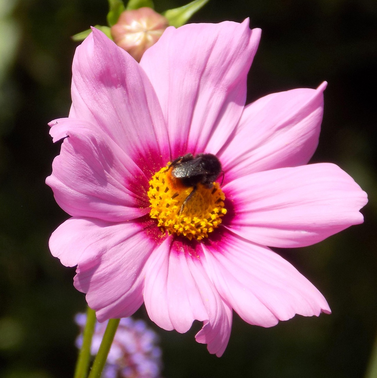 Flower Nature Cosmos - Free photo on Pixabay - Pixabay