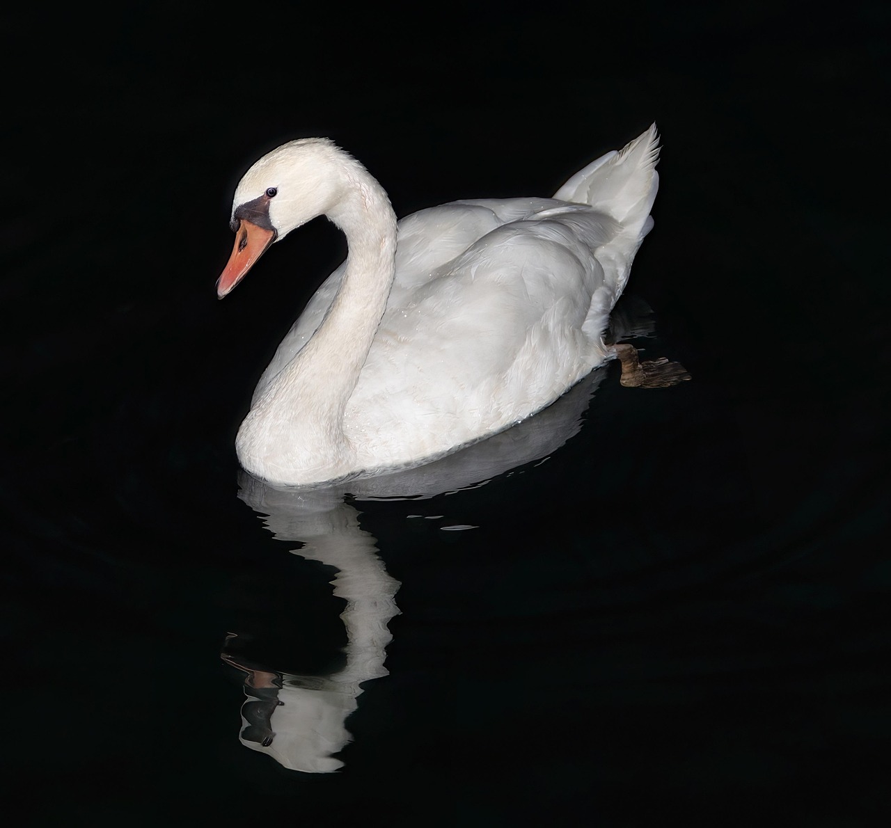 Swan Reflecting Calm Down - Free photo on Pixabay - Pixabay