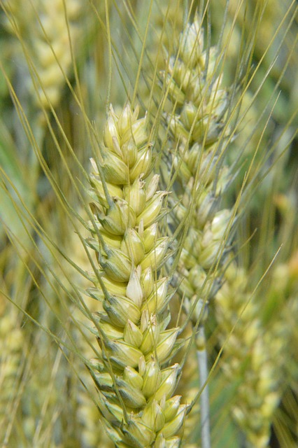 Cevada Cereais Agricultura - Foto gratuita no Pixabay - Pixabay